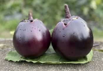 賀茂なす 通販でお取り寄せする方法 京都府亀岡市ふるさと納税 青空レストラン | テレビで気になったお店や通販やお取り寄せのまとめ